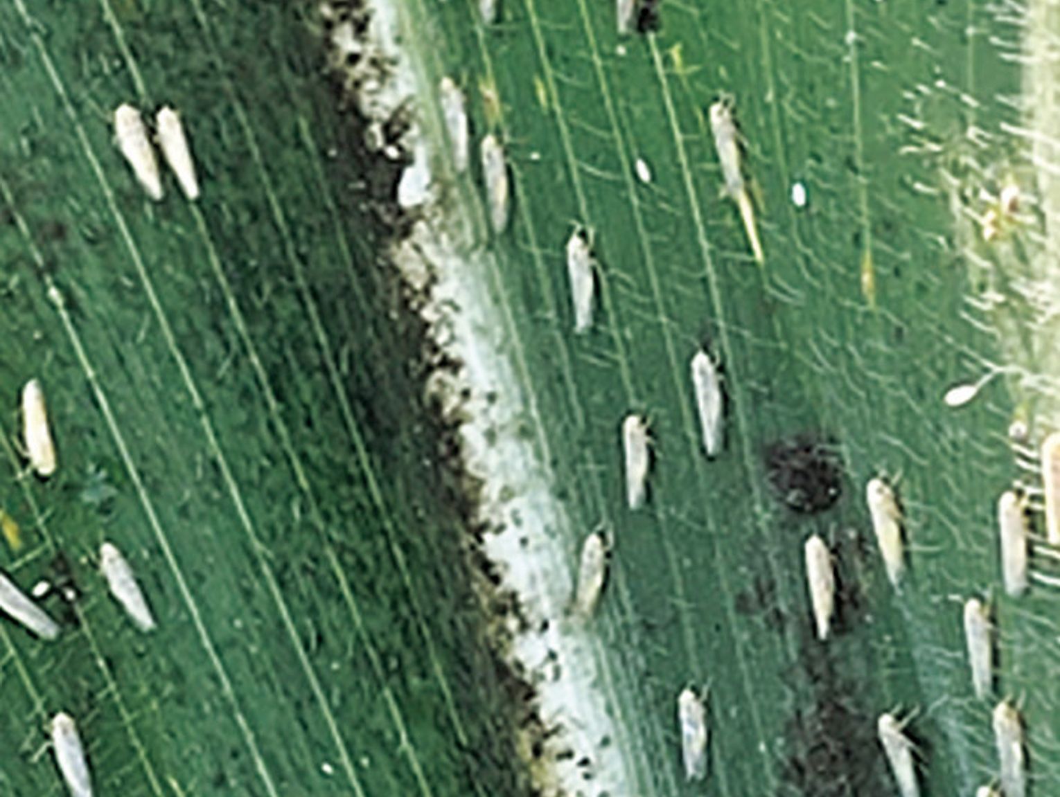 Pest prompts state quarantine