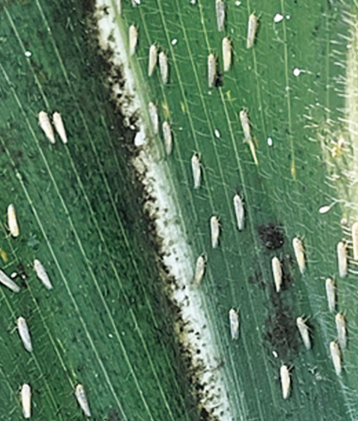 Pest prompts state quarantine